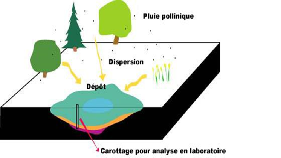 Retrouver et extraire des restes de végétation : les pollens ...