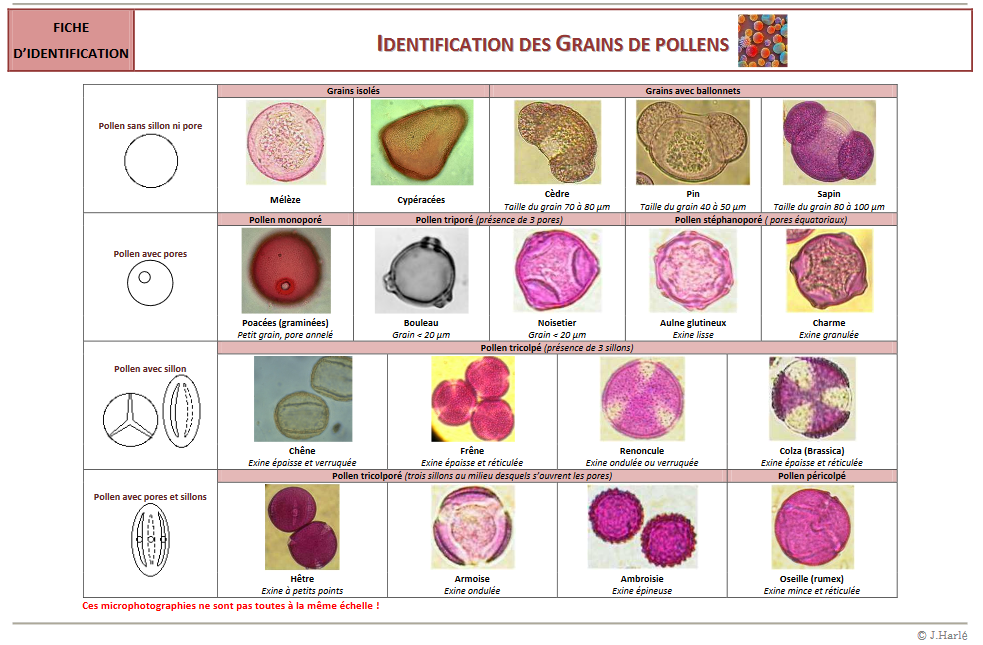 Retrouver et extraire des restes de végétation : les pollens ...