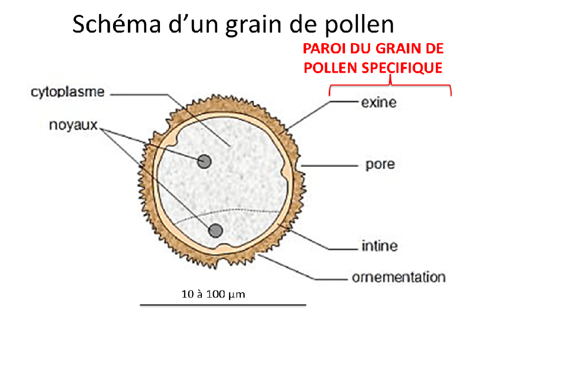 Retrouver et extraire des restes de végétation : les pollens ...